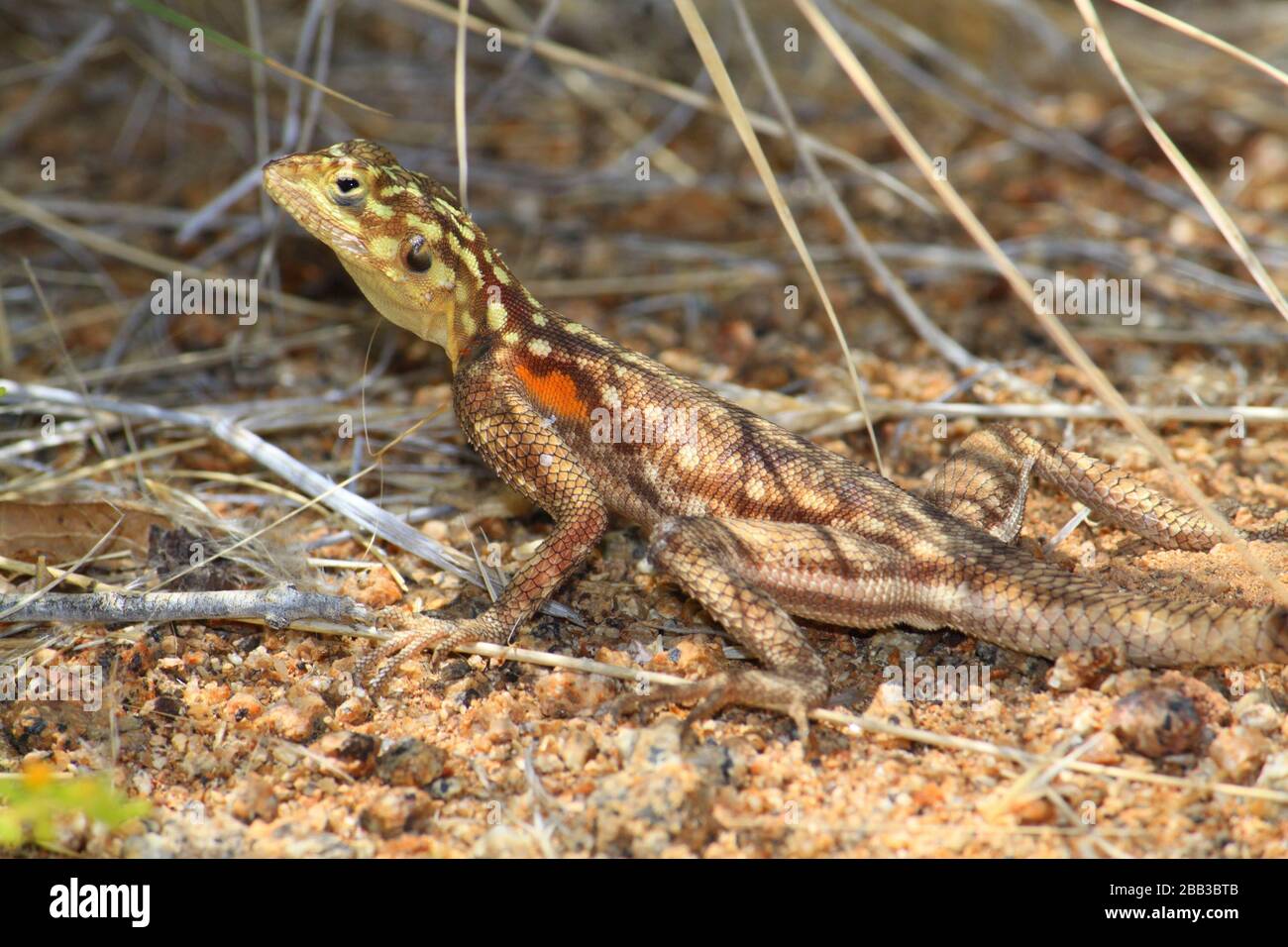 Africa - Lizard Stock Photo - Alamy