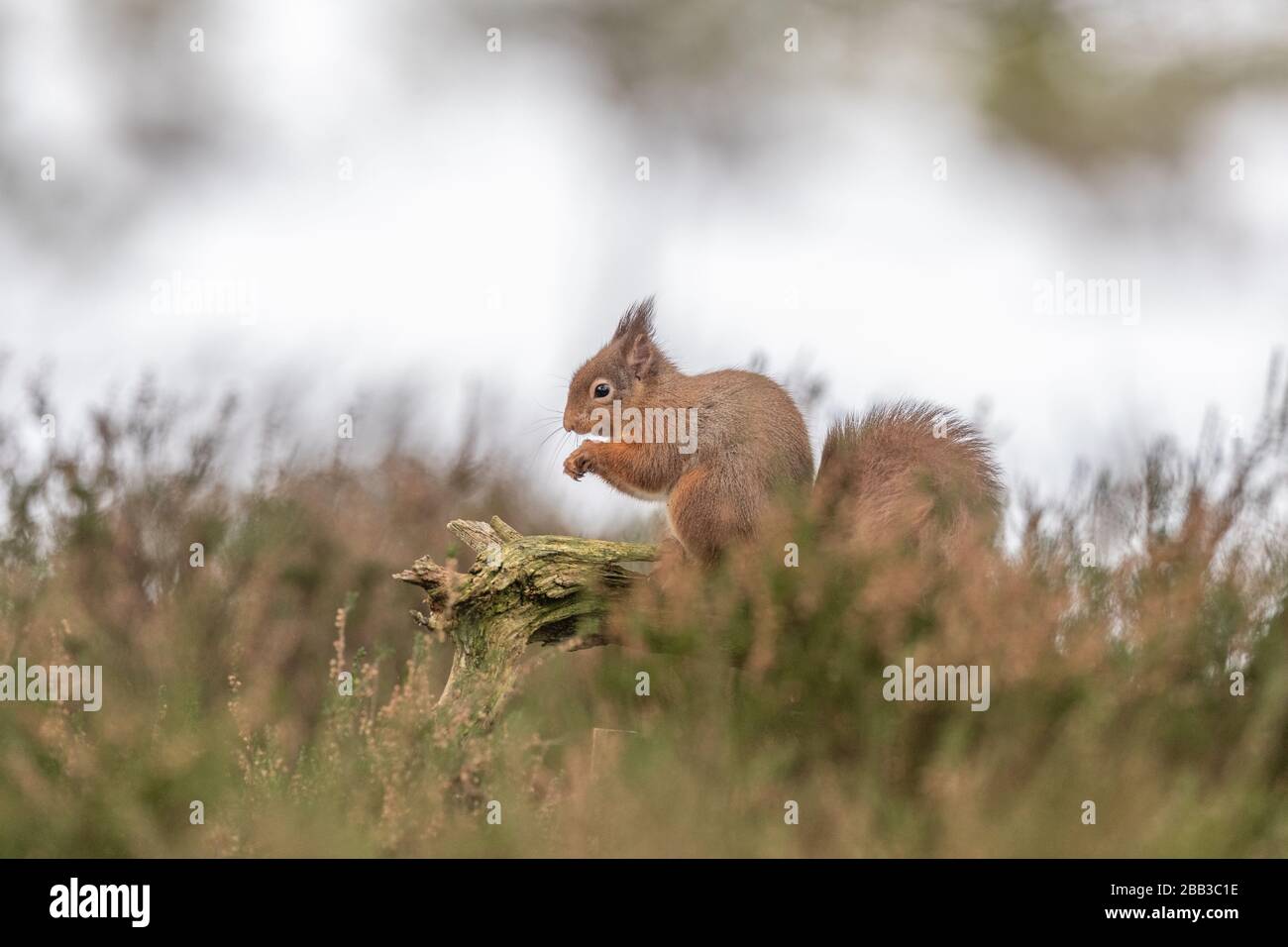 Red squirrel in winter background hi-res stock photography and images ...