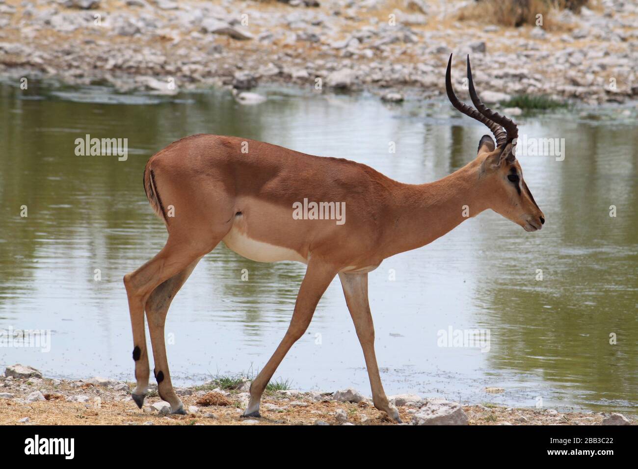 Animals of Africa - Impala Antelope Stock Photo - Alamy