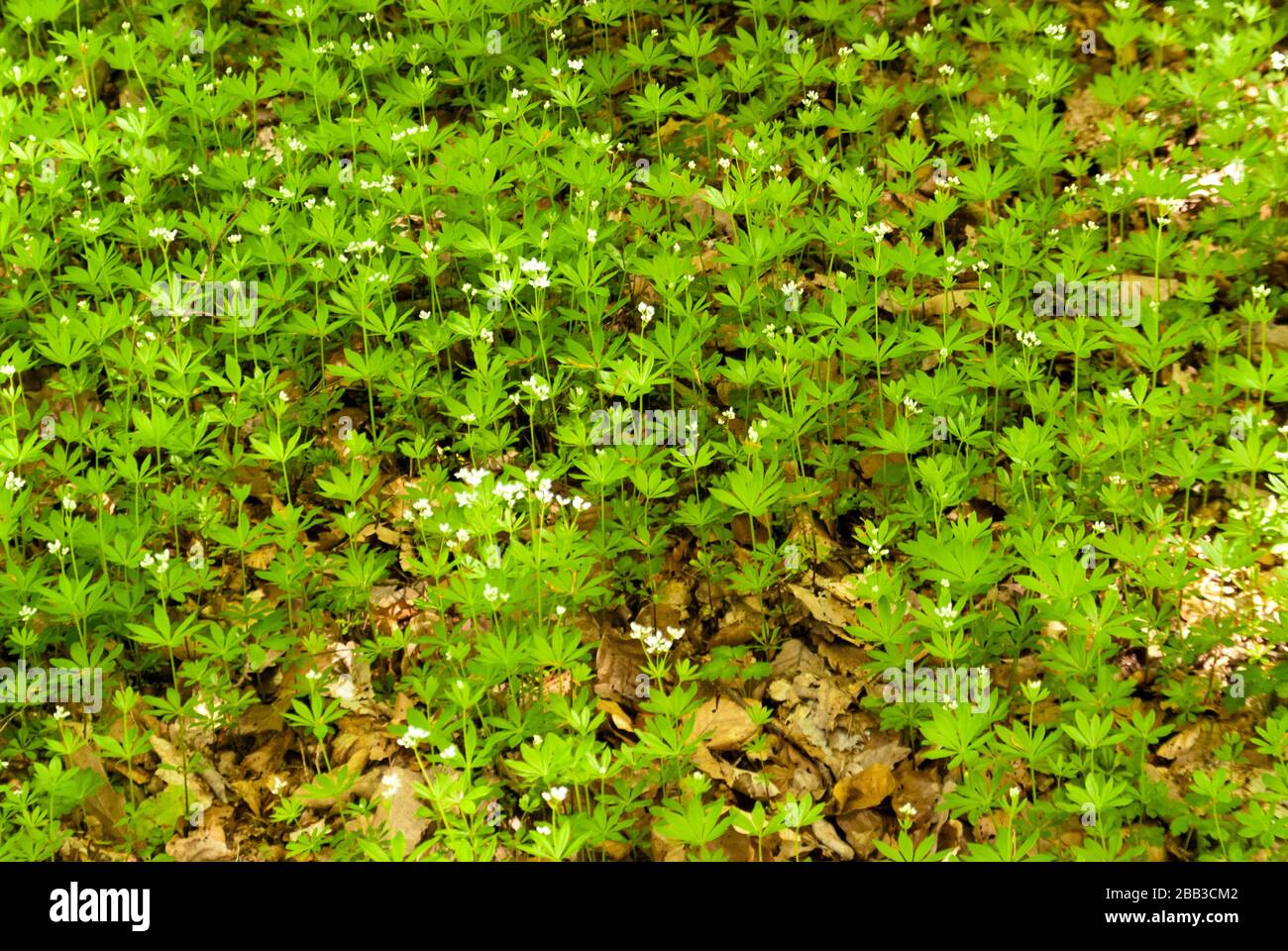 Woodruff in the forest hi-res stock photography and images - Alamy