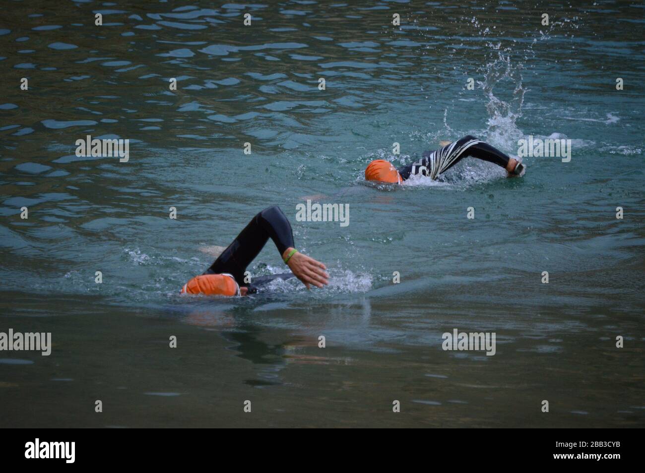 Triathletes swimming in a lake in a triathlon trial Stock Photo - Alamy