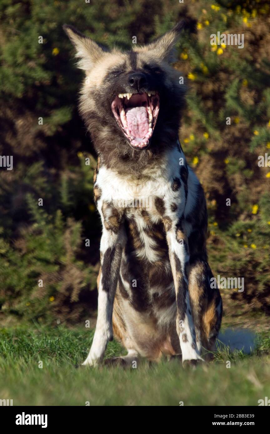 African Wild Dog Who Looks Like He's Laughing Stock Photo - Alamy