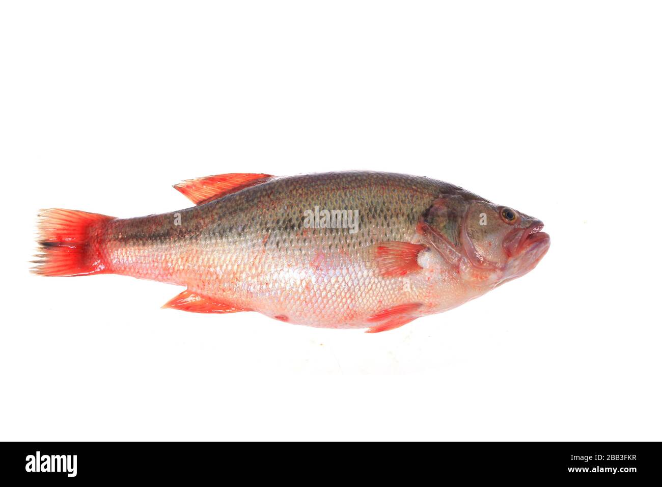 Yellow Croaker Fish On White background Stock Photo - Alamy