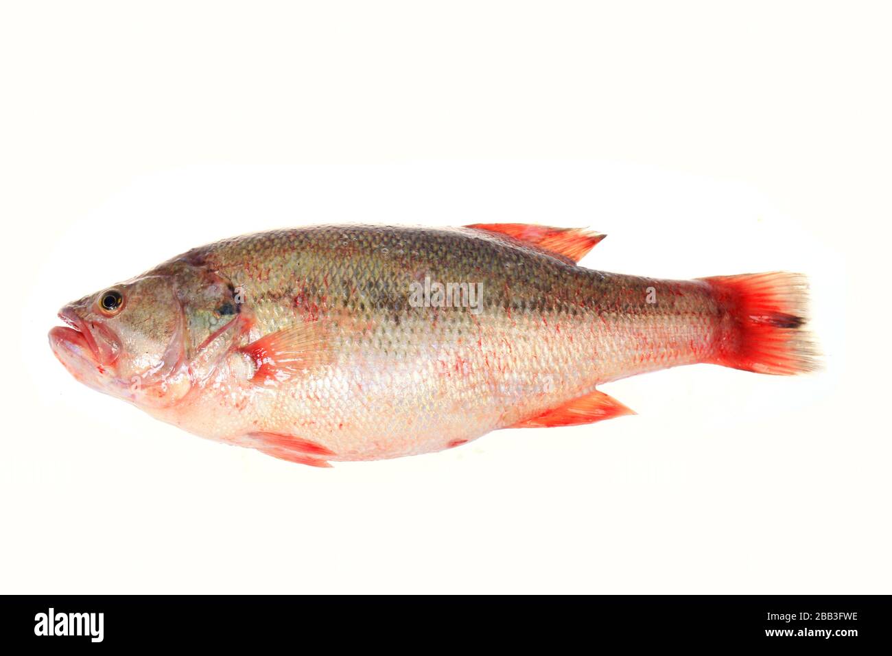 Yellow Croaker Fish On White background Stock Photo - Alamy