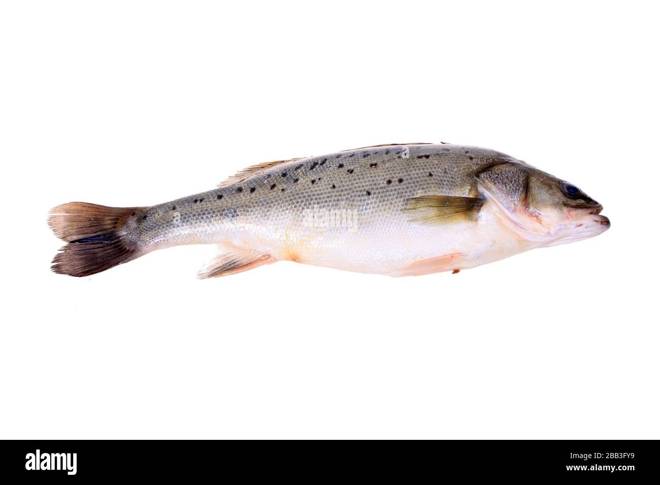 Sea bass fish isolated on white background Stock Photo - Alamy