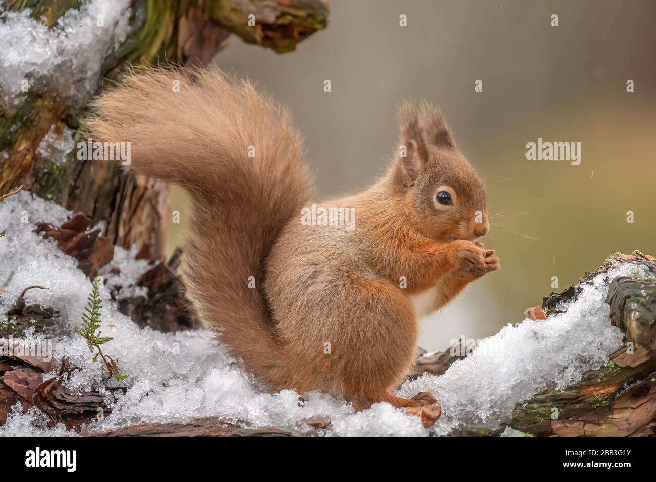 Red squirrel (Sciurus vulgaris) in winter Stock Photo - Alamy