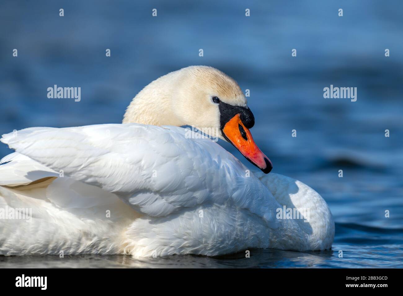 Swan swimming in clear water hi-res stock photography and images - Alamy
