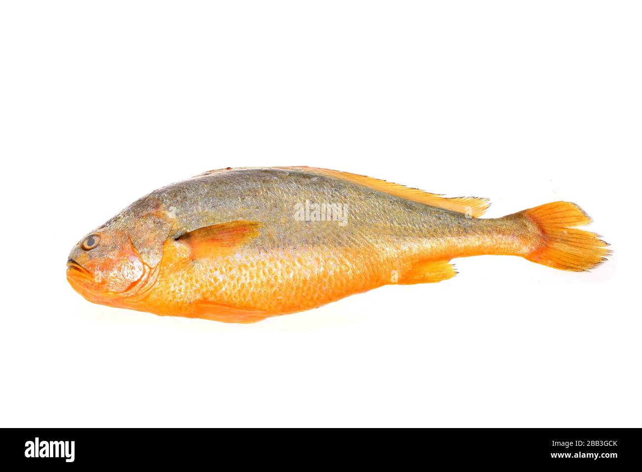 Yellow Croaker Fish On White background Stock Photo - Alamy