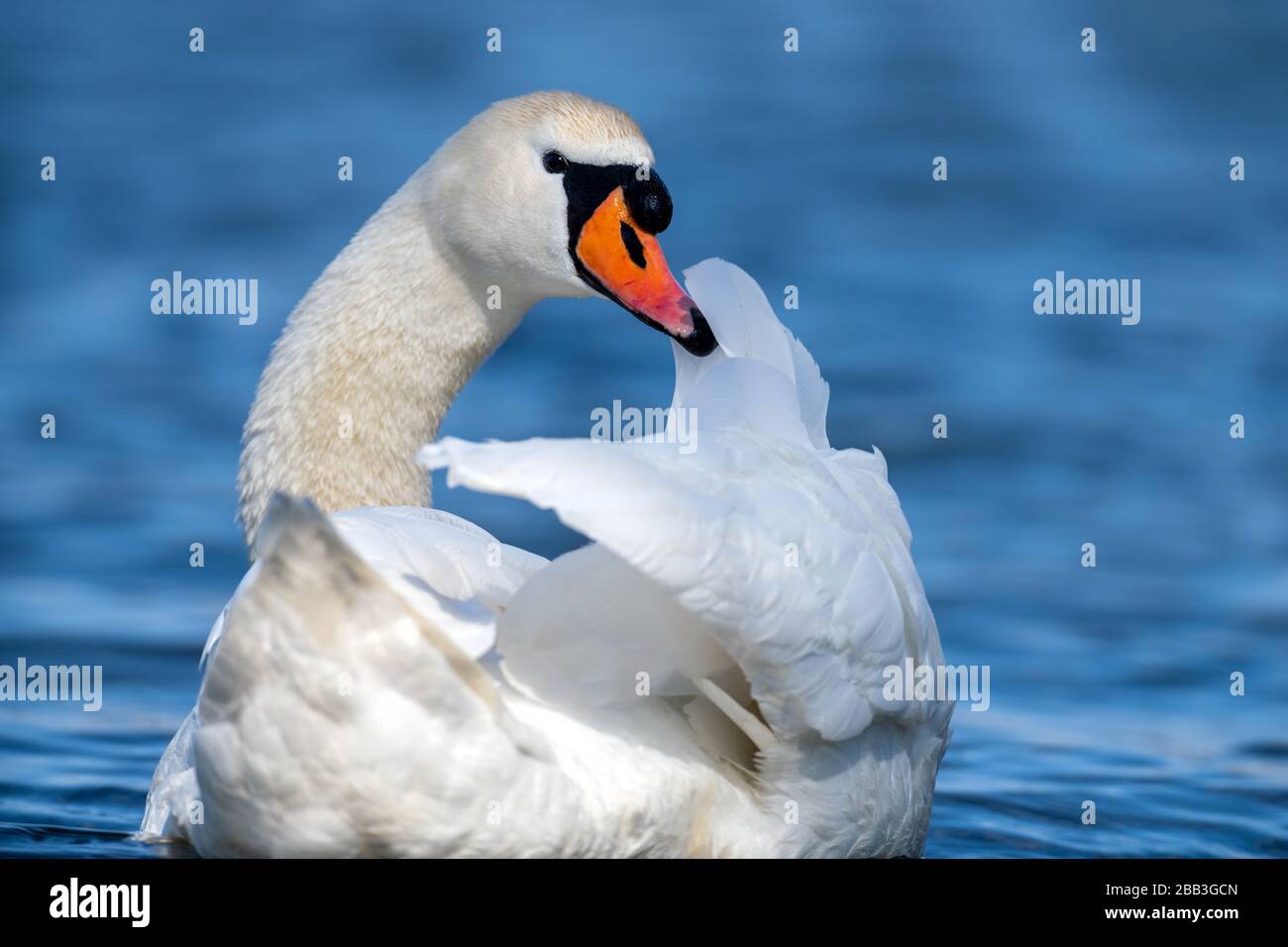 Mute swan swimming in clear deep blue lake Stock Photo - Alamy