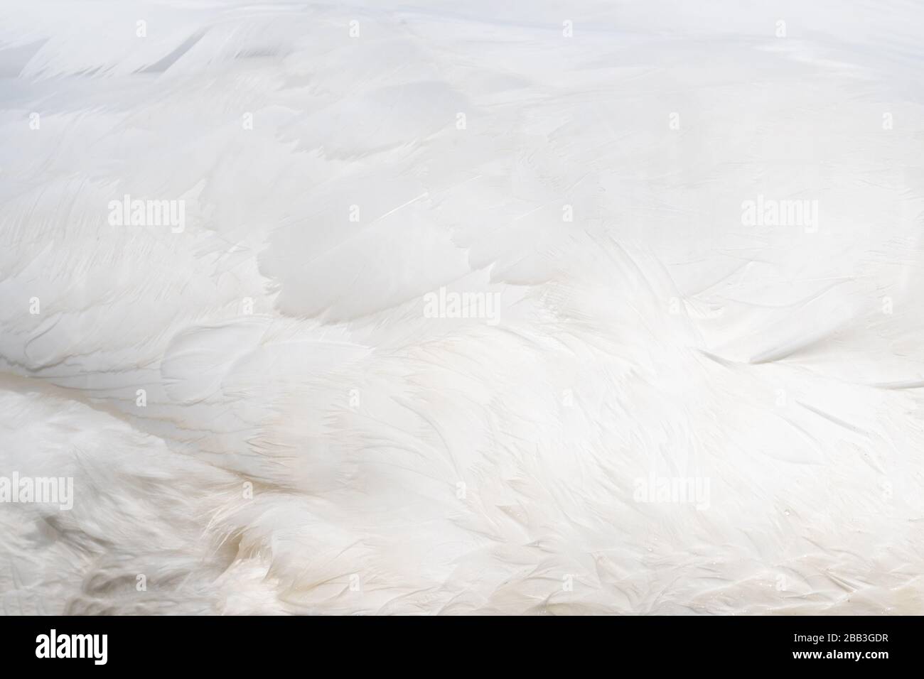 Snow white swan wing swan feather texture background Stock Photo - Alamy