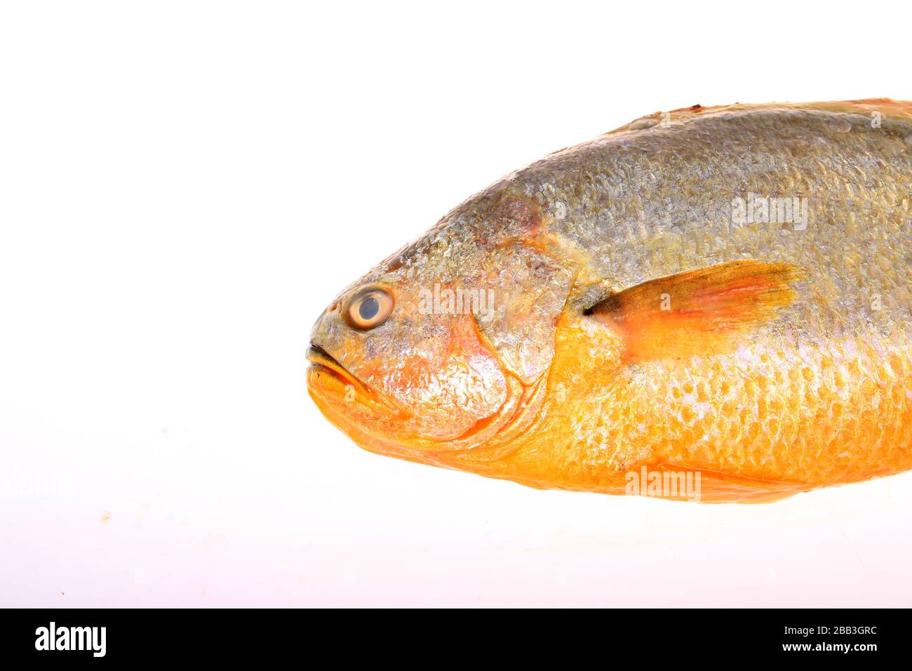 Yellow Croaker Fish On White background Stock Photo - Alamy