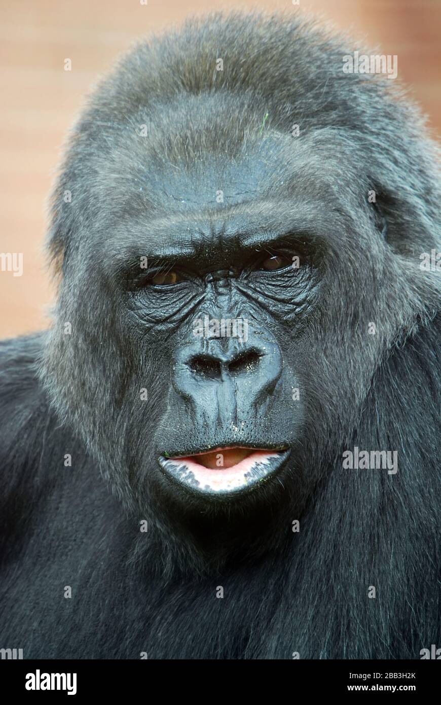 Western Lowland Gorilla Close Up Stock Photo - Alamy