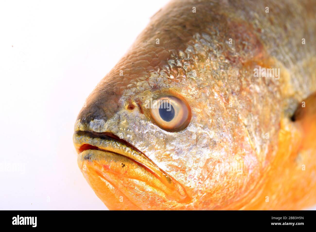 Yellow Croaker Fish On White background Stock Photo - Alamy