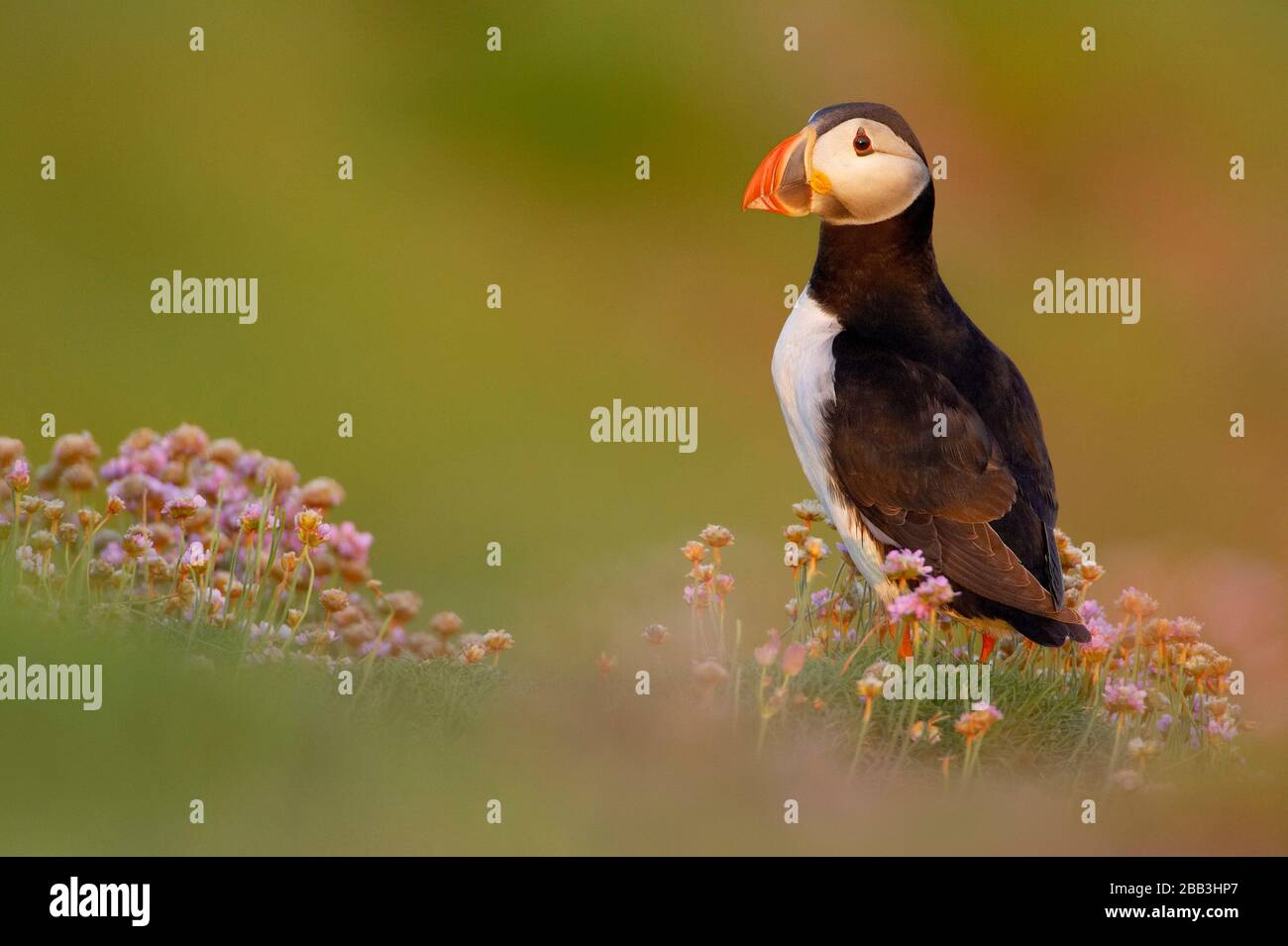 Puffin (Fratercula arctica), Isle of May, Firth of Forth, Fife ...