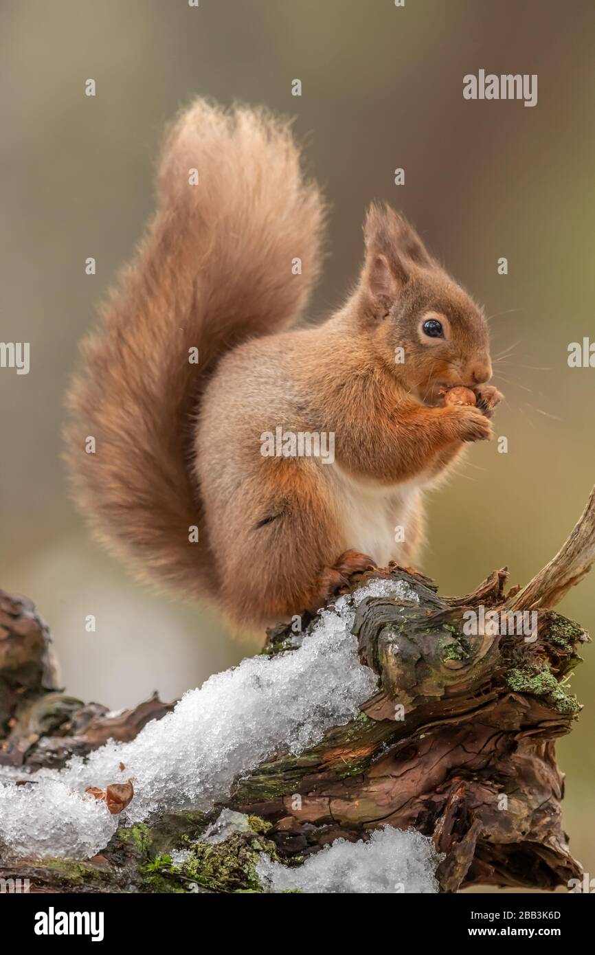 Tufty red squirrel ears hi-res stock photography and images - Alamy