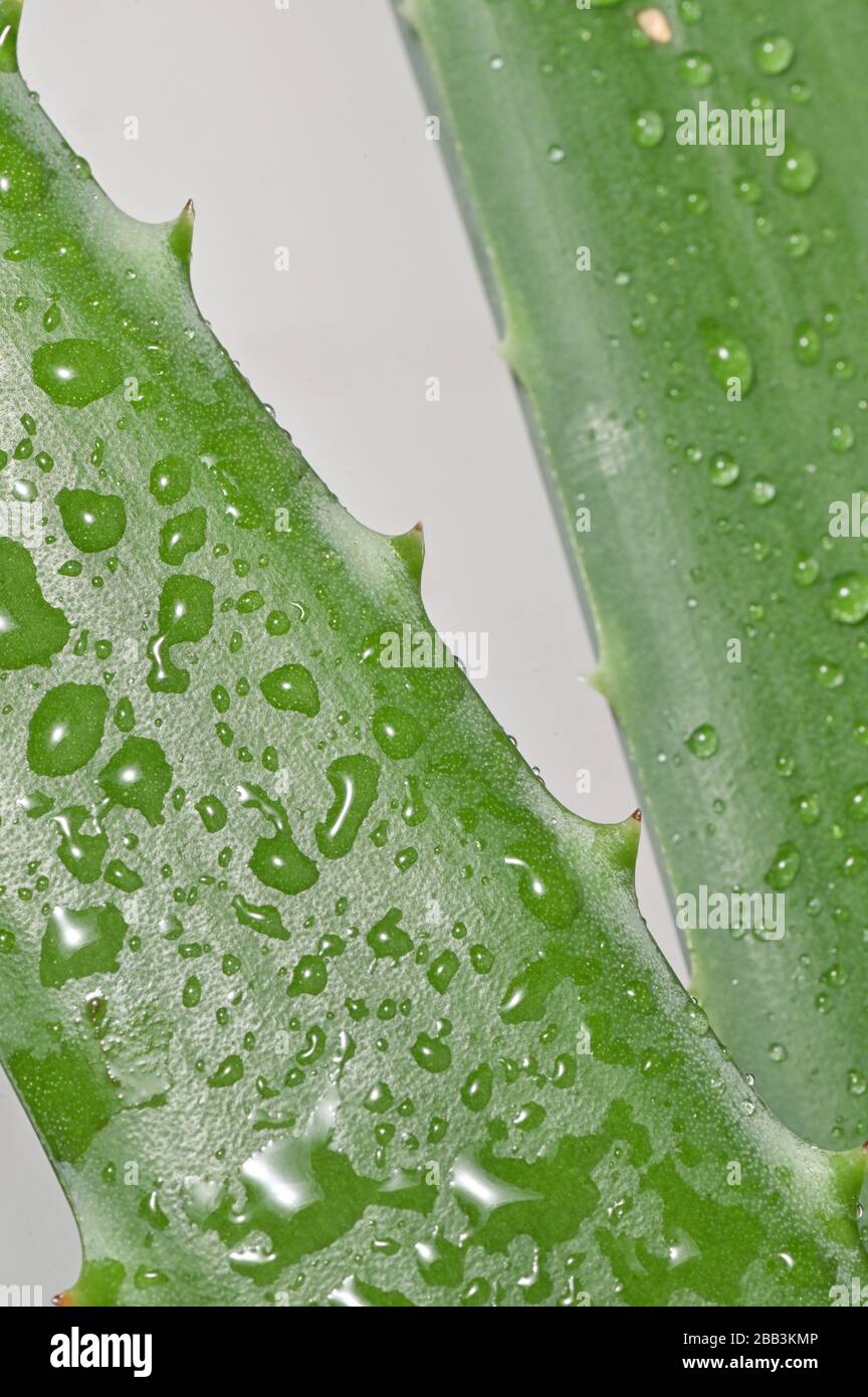 Aloe vera water drops hi-res stock photography and images - Alamy