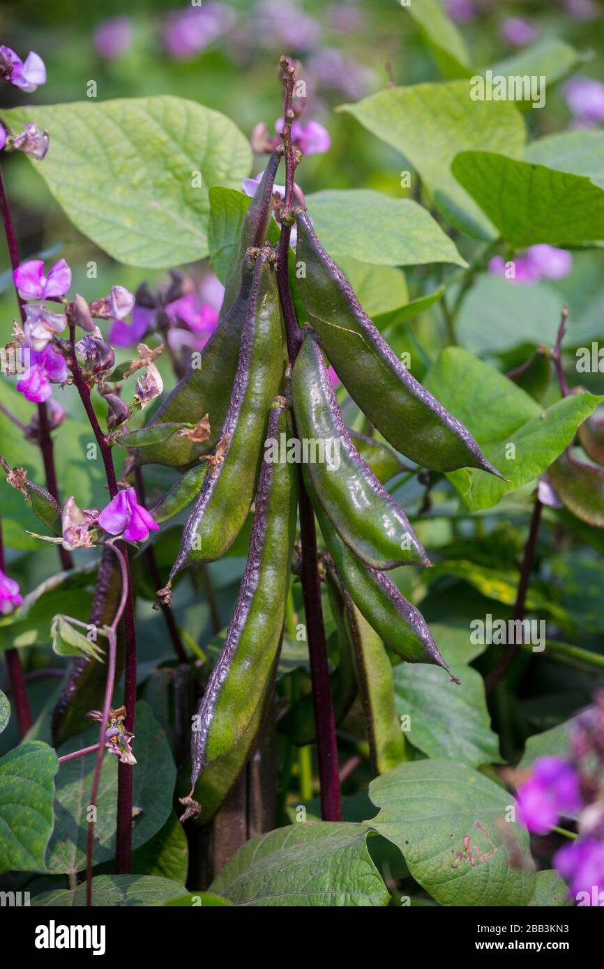 Seim beans hi-res stock photography and images - Alamy