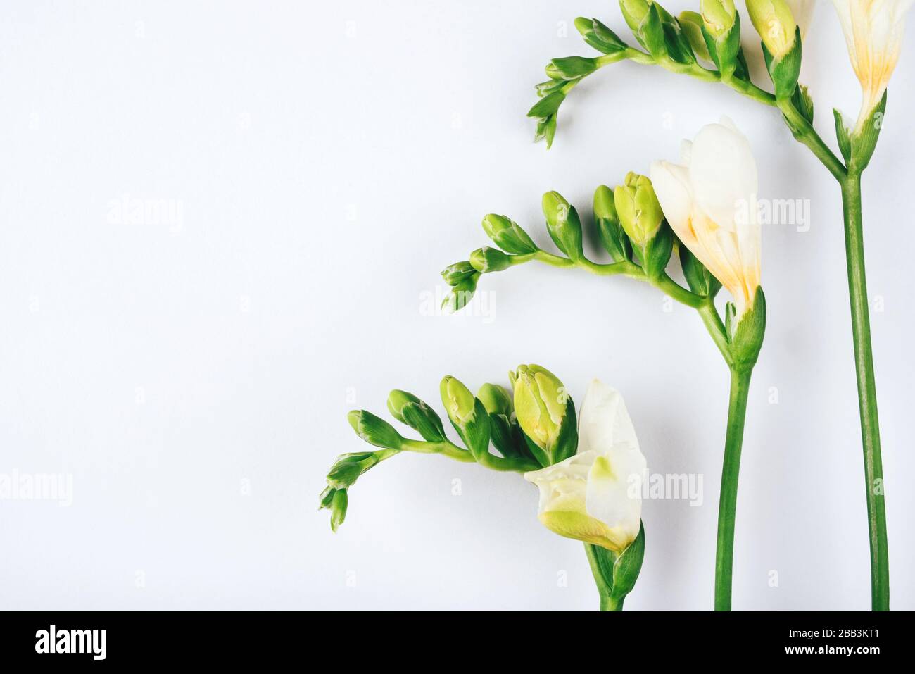 Floral background. Freesia flowers on a white background Stock Photo ...