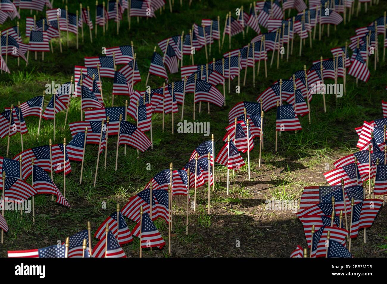 Many usa flags on green grass field Stock Photo - Alamy