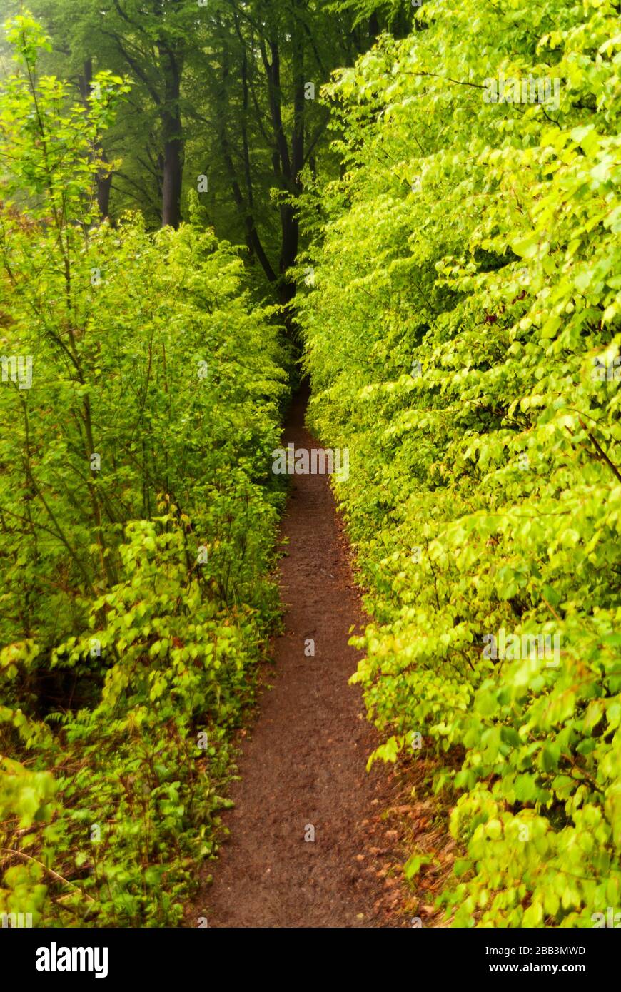 On the Hiking Trail Eifelsteig in the Eifel, Germany Stock Photo - Alamy