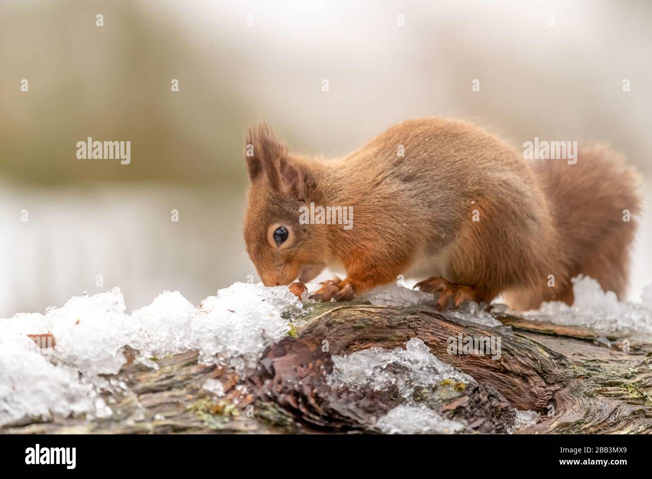 Tufty red squirrel ears hi-res stock photography and images - Alamy