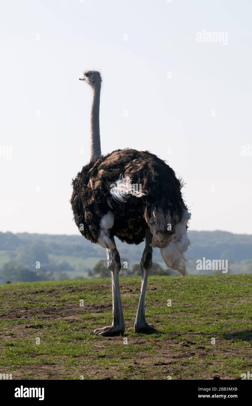 Ostrich Standing Alone On A Hill Stock Photo - Alamy