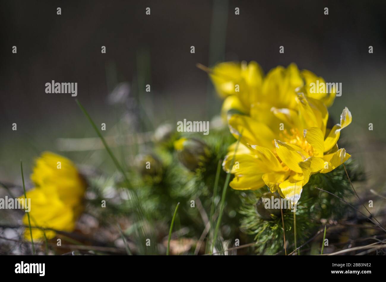 Rodenberg High Resolution Stock Photography and Images - Alamy