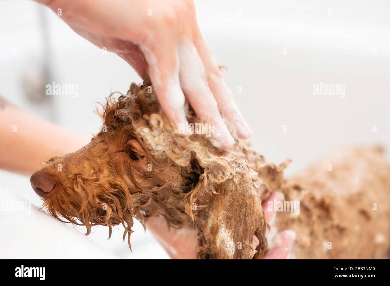 Hand washing dog hi-res stock photography and images - Alamy