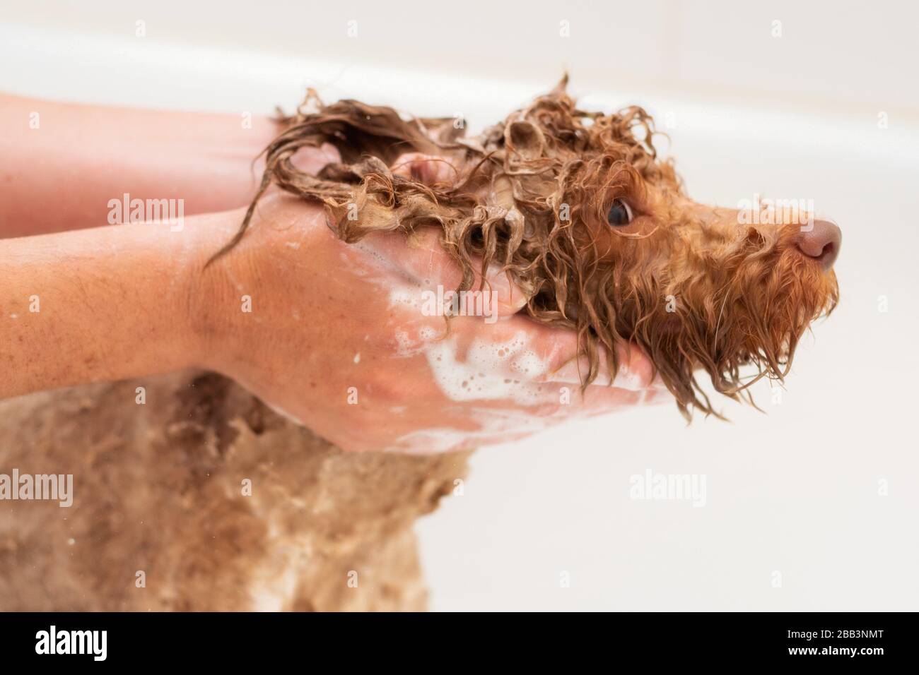 Hand washing dog hi-res stock photography and images - Alamy