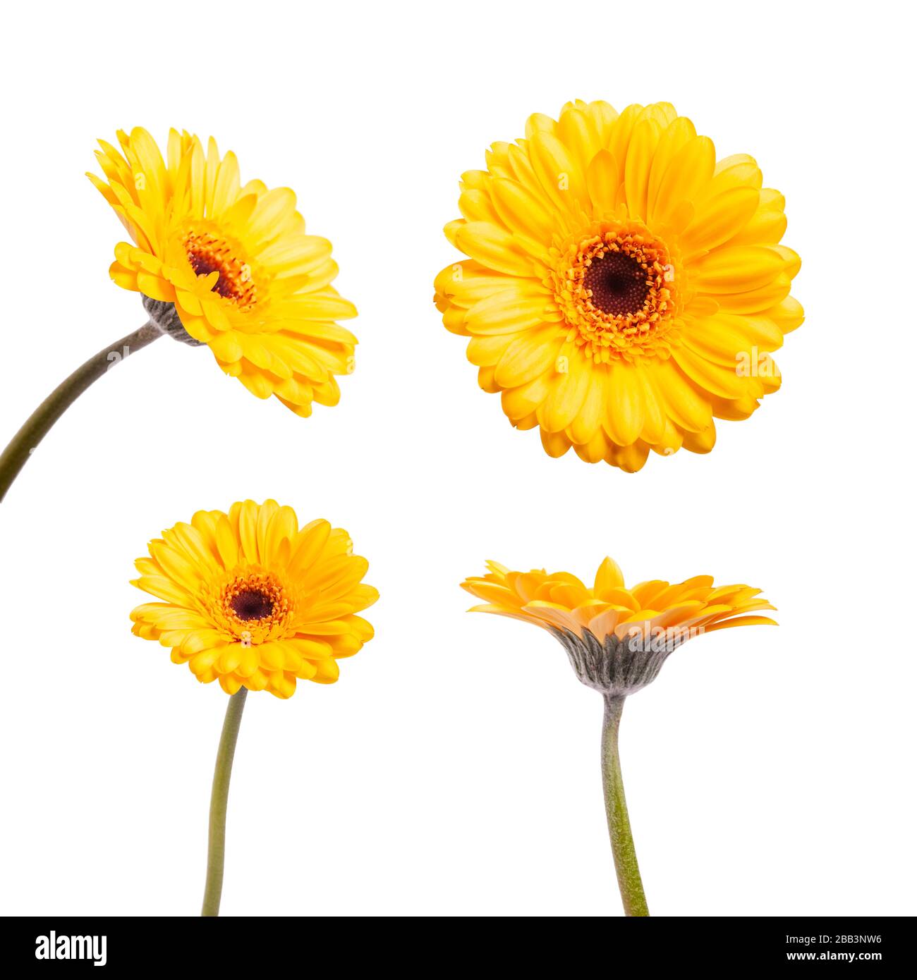 Gerbera flower side view hi-res stock photography and images - Alamy