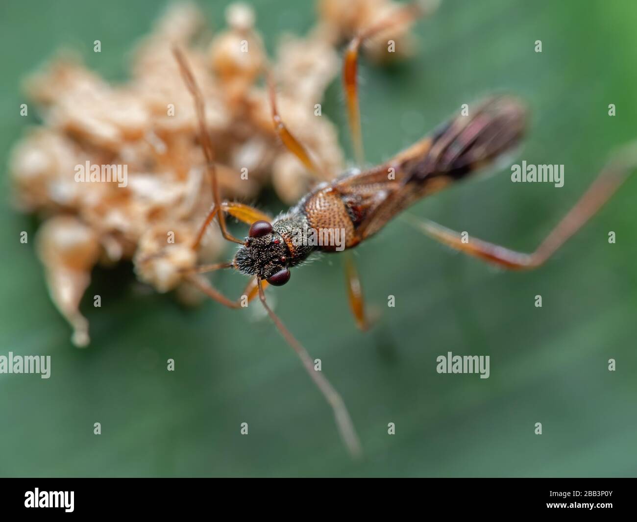Macro Photography of Assassin Bug on Green Leaf Stock Photo - Alamy