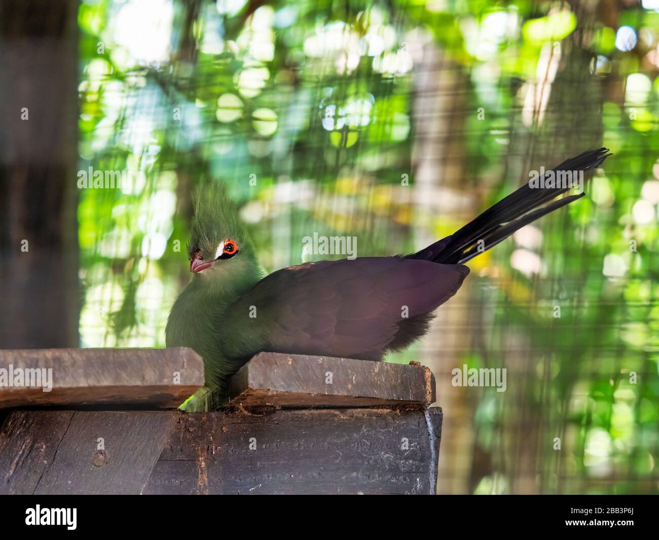 Closeup Green Turaco Perched on Wooden Isolated on Background Stock ...