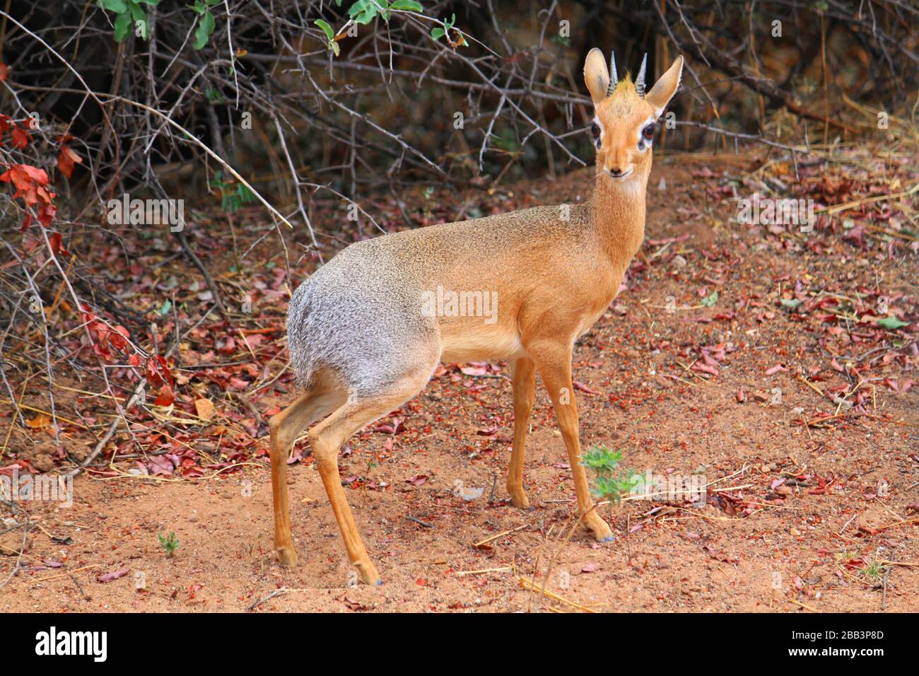 Animals of Africa - Dikdik Antelope Stock Photo - Alamy