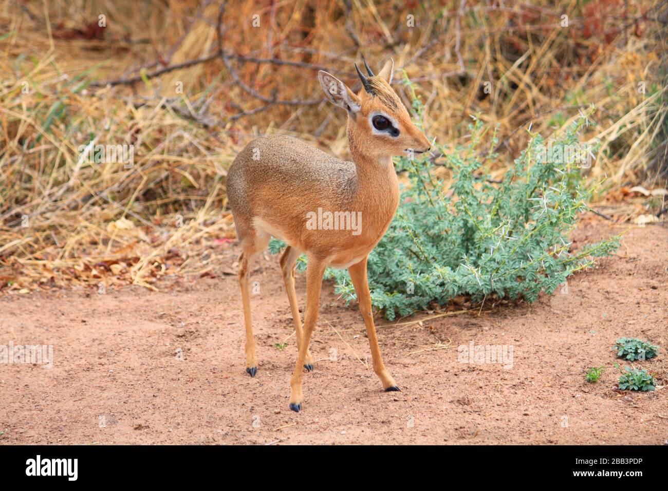 Animals of Africa - Dikdik Antelope Stock Photo - Alamy