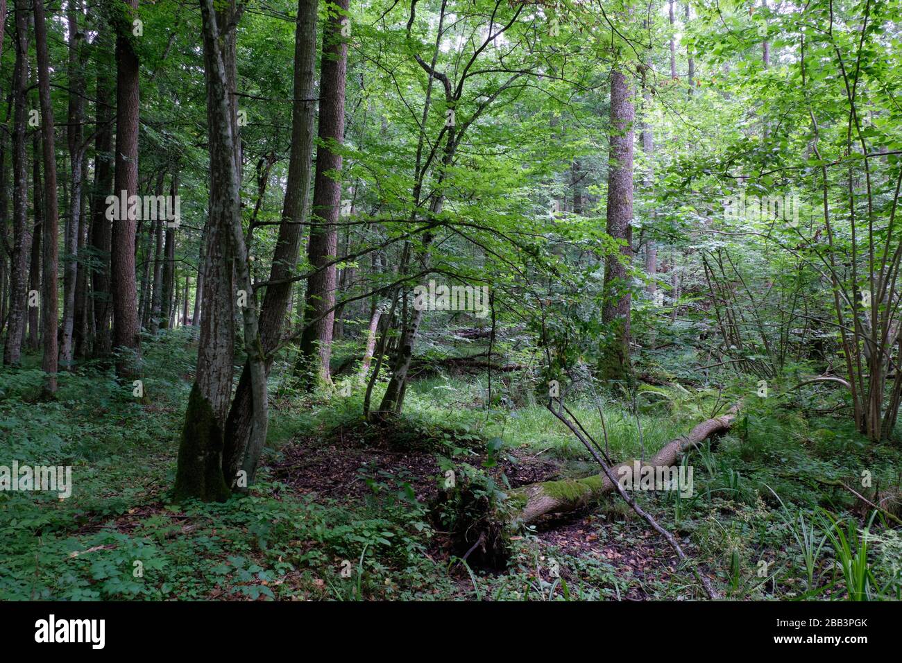 Dead ash tree hi-res stock photography and images - Alamy