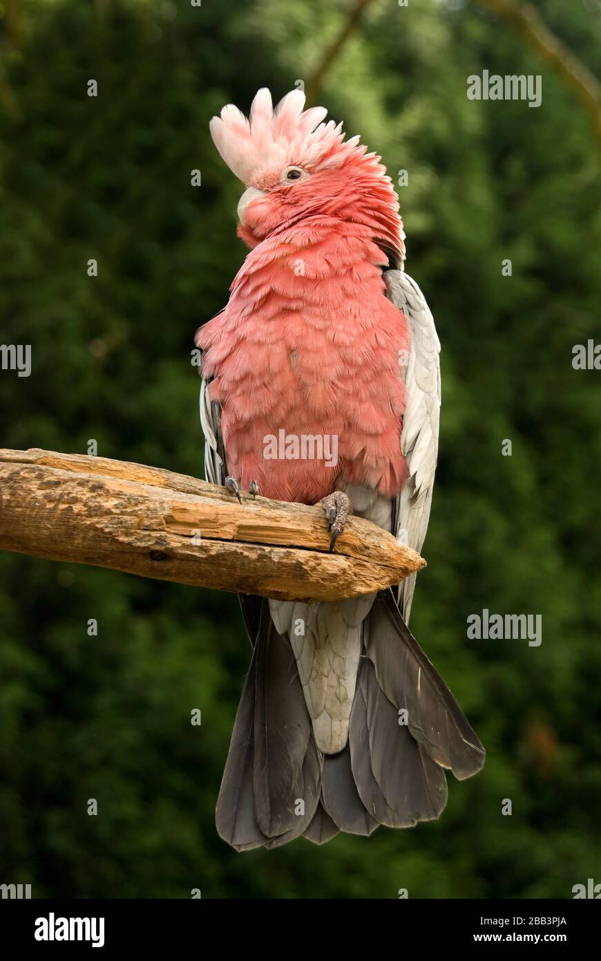 Grey and pink galah hi-res stock photography and images - Alamy