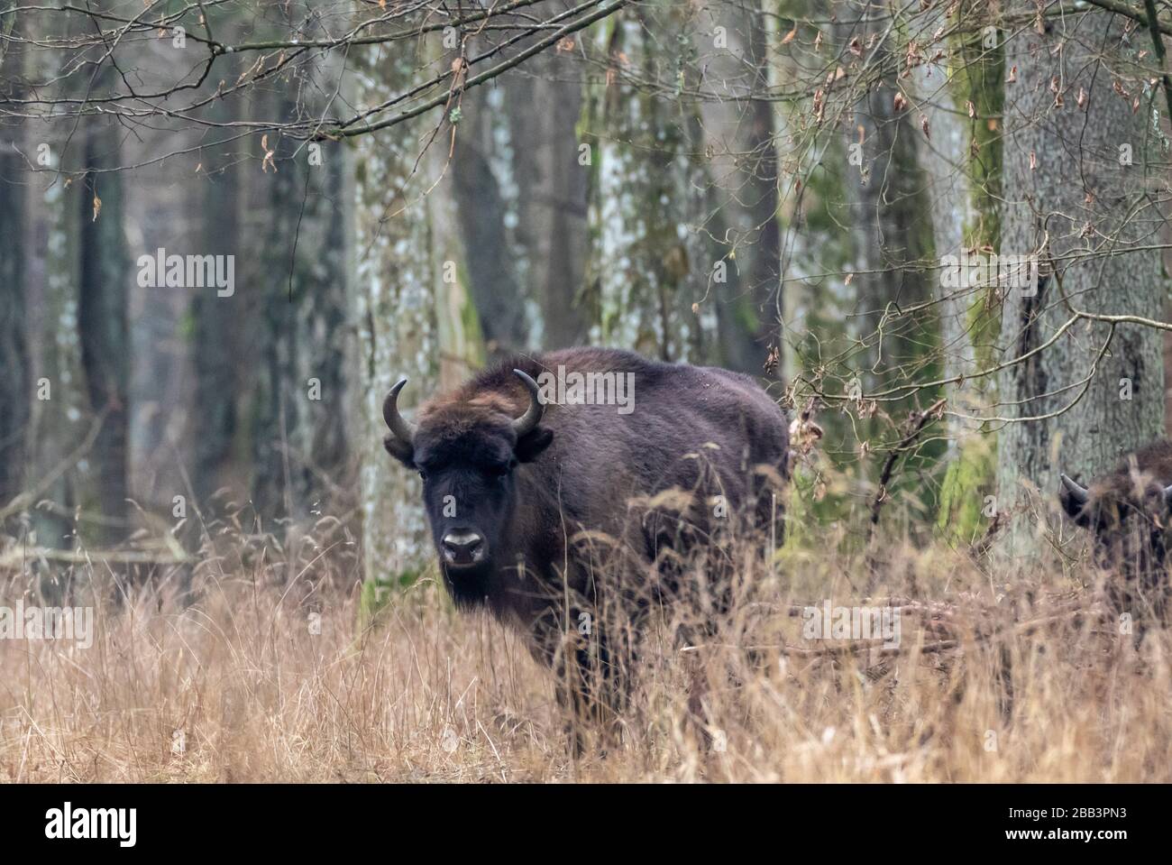 Bull ranging hi-res stock photography and images - Alamy