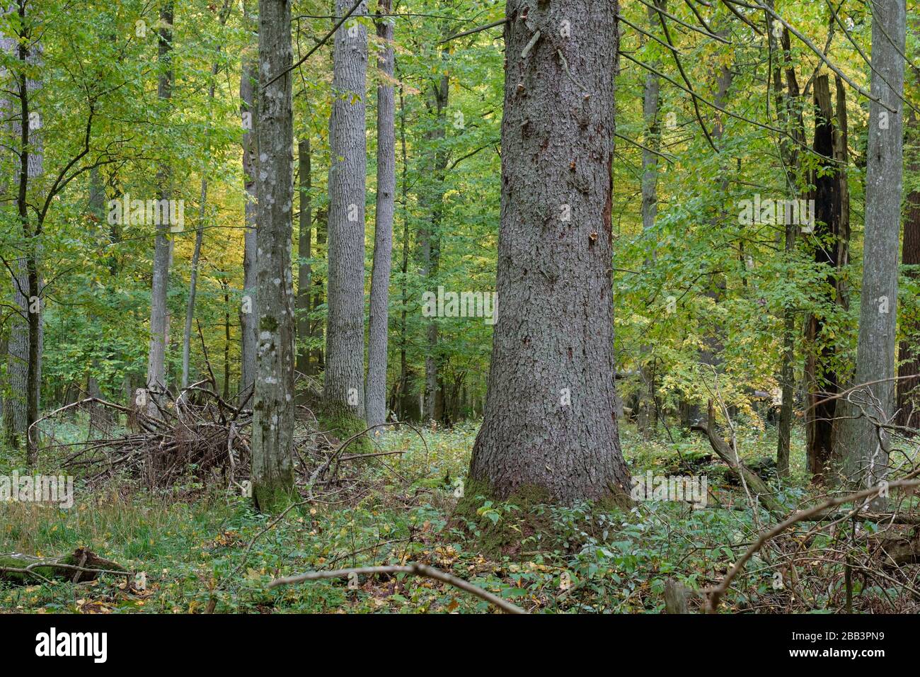 Old spruce forest hi-res stock photography and images - Alamy