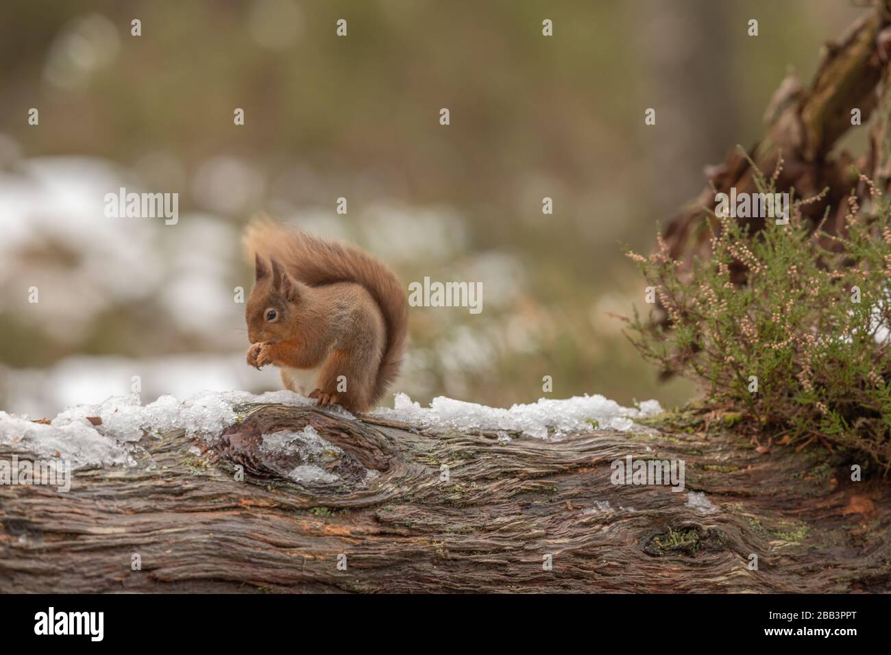 Tufty red squirrel ears hi-res stock photography and images - Alamy