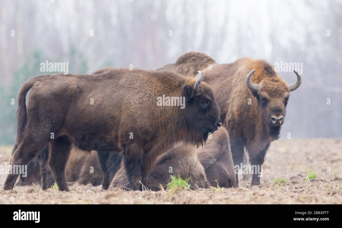 Female Bison