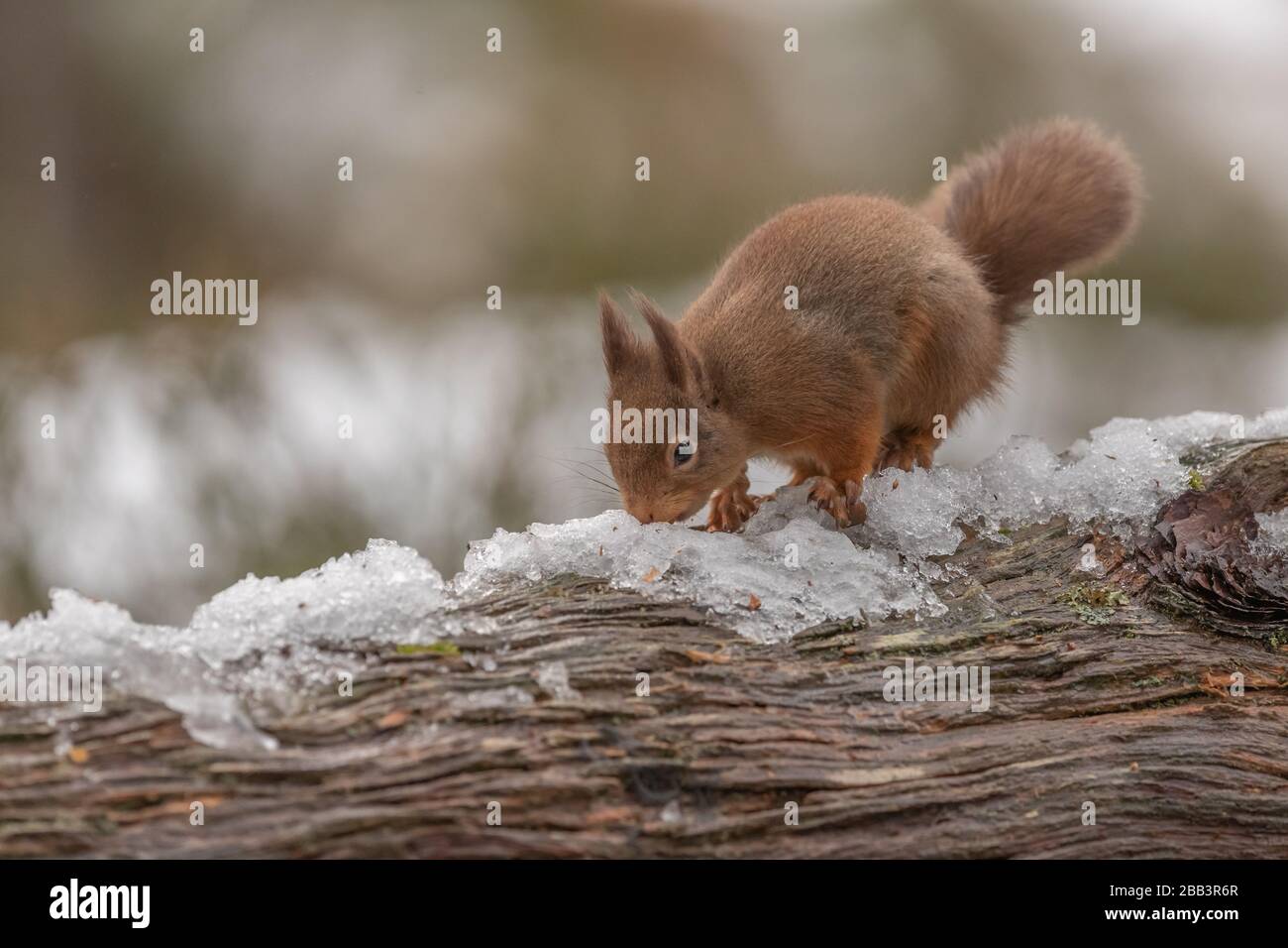 Tufty red squirrel ears hi-res stock photography and images - Alamy