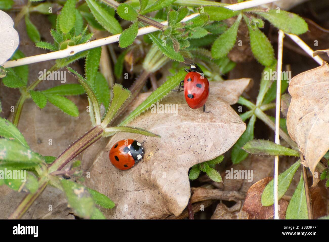 Red black beetles hi-res stock photography and images - Alamy