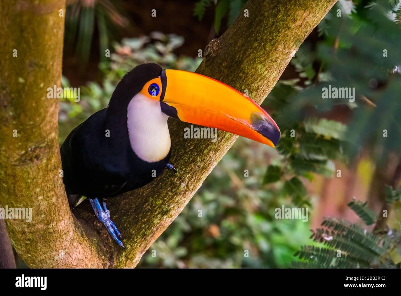 beautiful closeup of a toco toucan sitting in a tree, tropical bird ...