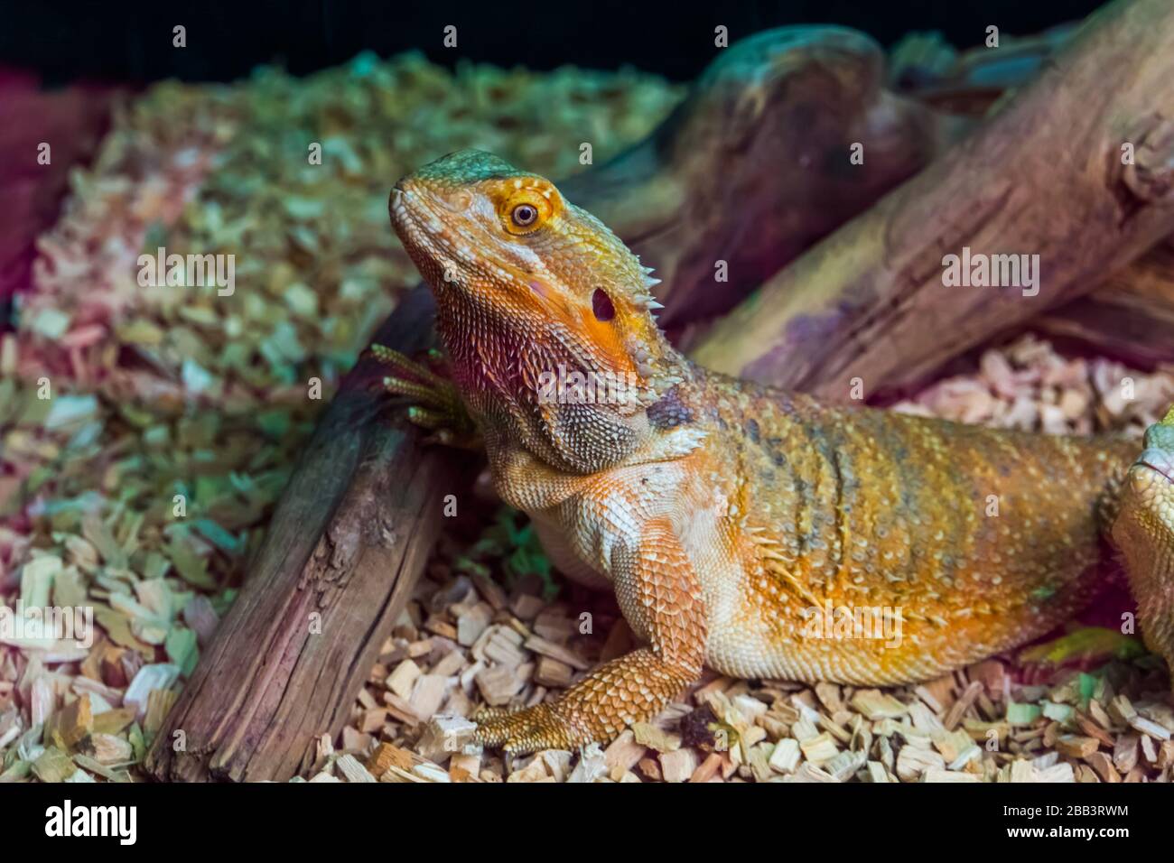 closeup portrait of a bearded dragon lizard, tropical reptile specie ...
