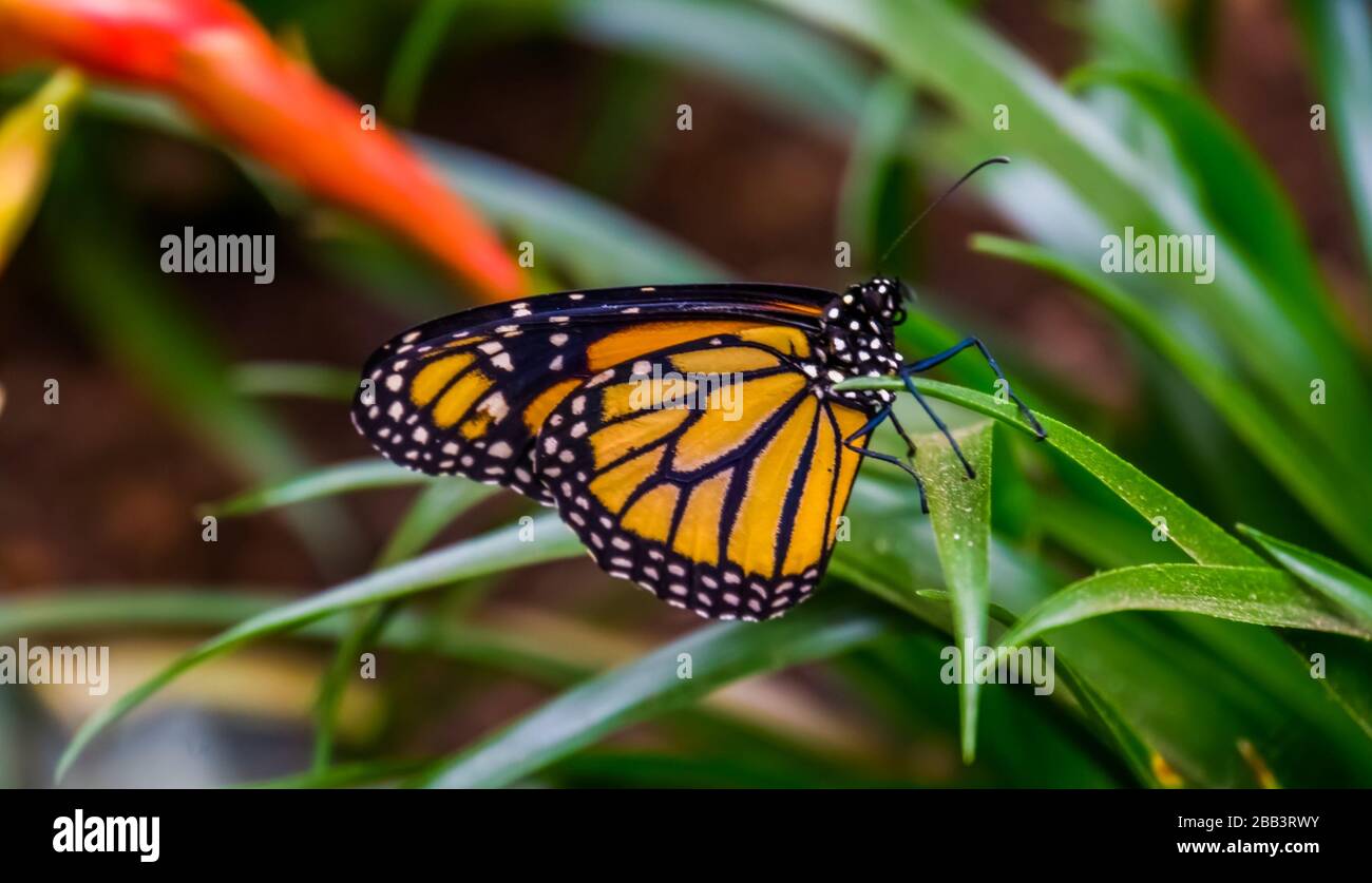 Male Milkweed Bug High Resolution Stock Photography and Images - Alamy