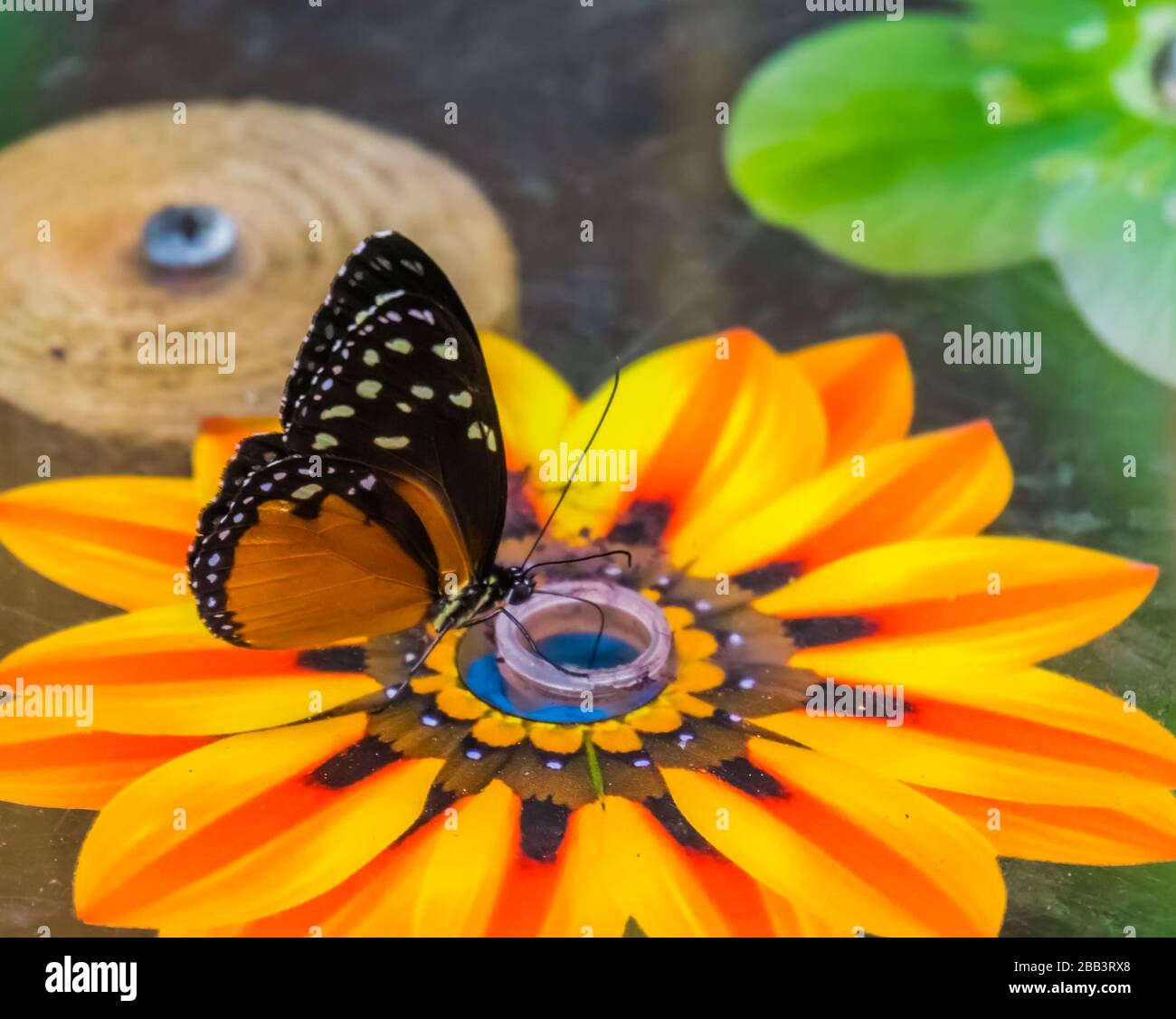 macro closeup of a tiger long wing butterfly drinking nectar, colorful ...