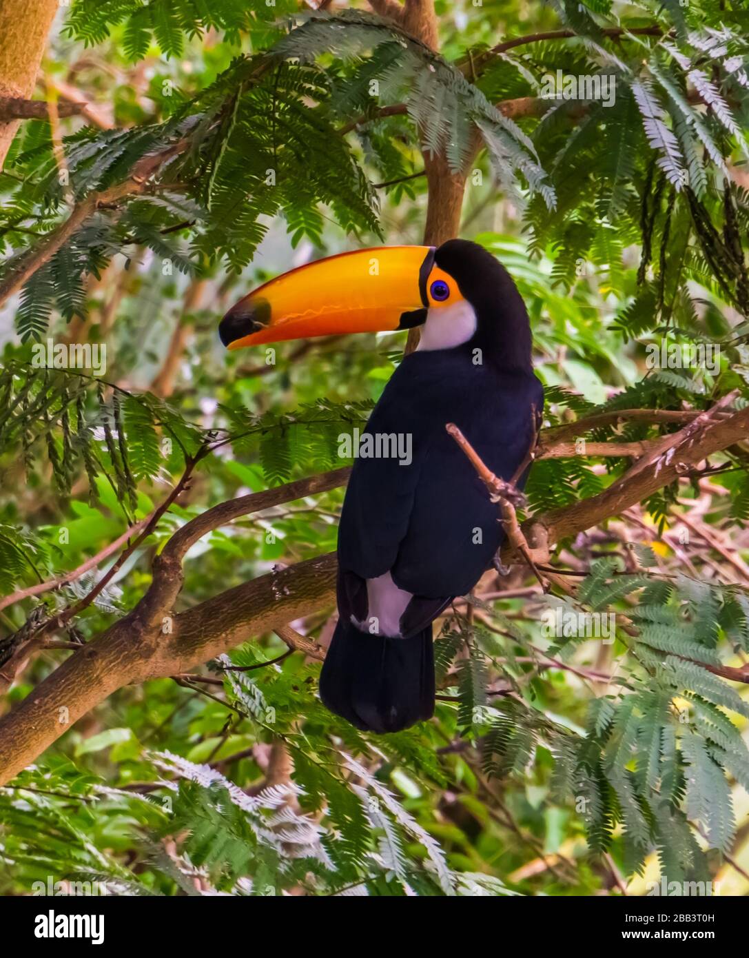 closeup and rear view of a toco toucan sitting in a tree, tropical bird ...
