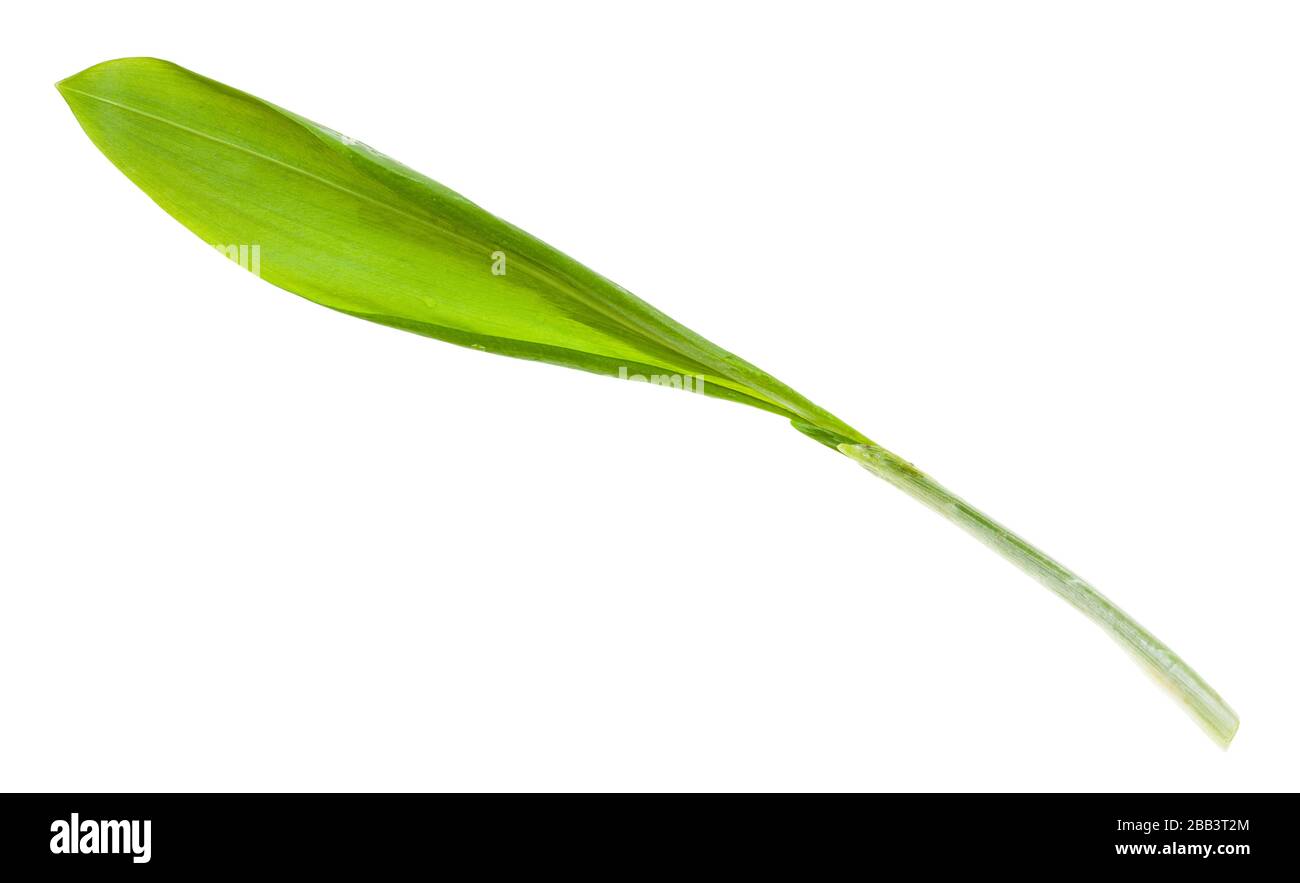 sprout of fresh wild garlic (ramson) isolated on white background Stock ...
