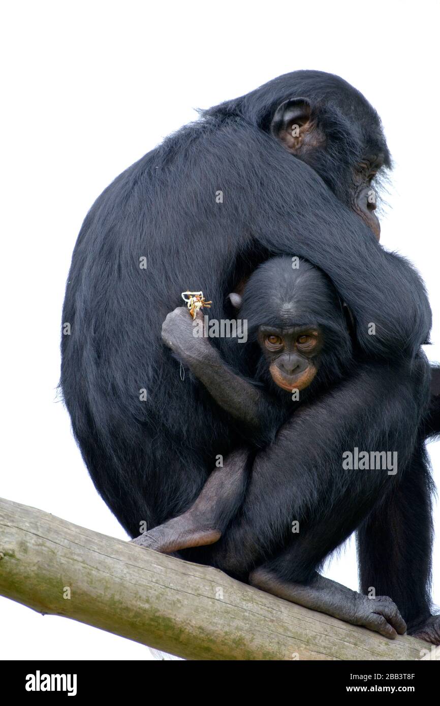 Dwarf chimpanzee hi-res stock photography and images - Alamy
