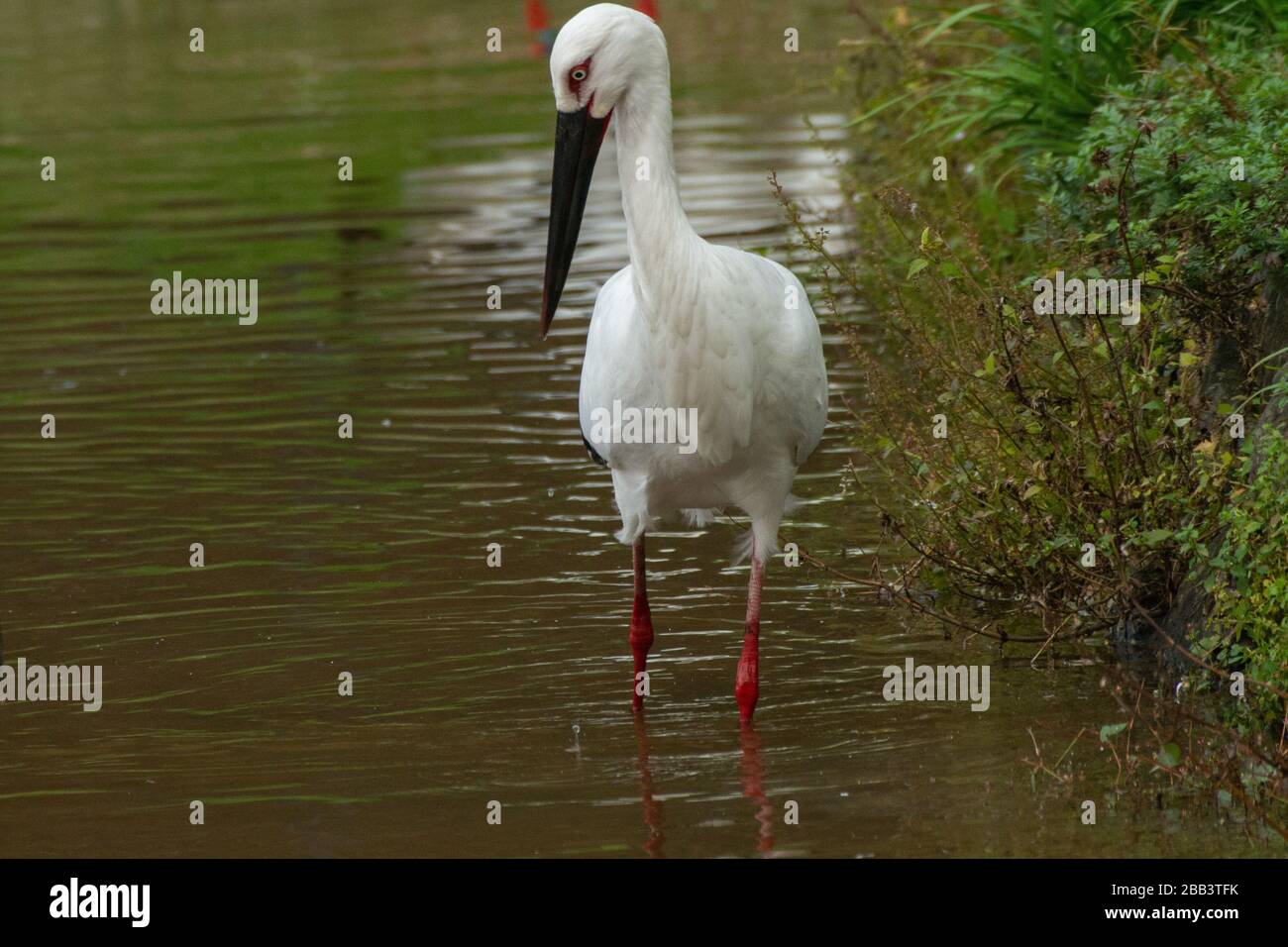 Oriental White Stork or Oriental stork (Ciconia boyciana) is a large ...